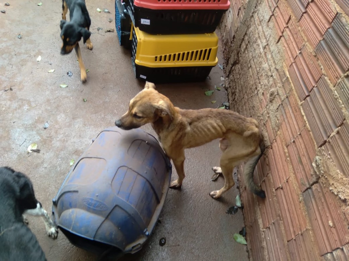 Homem é preso após fiscais encontrarem dois cães mortos e outros 13 em ...