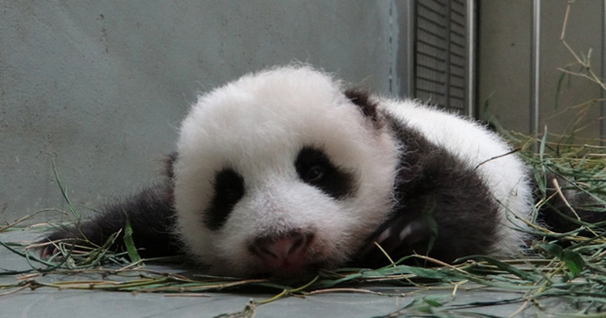 Natureza - Zoológico divulga novas imagens de primeiro panda nascido em ...