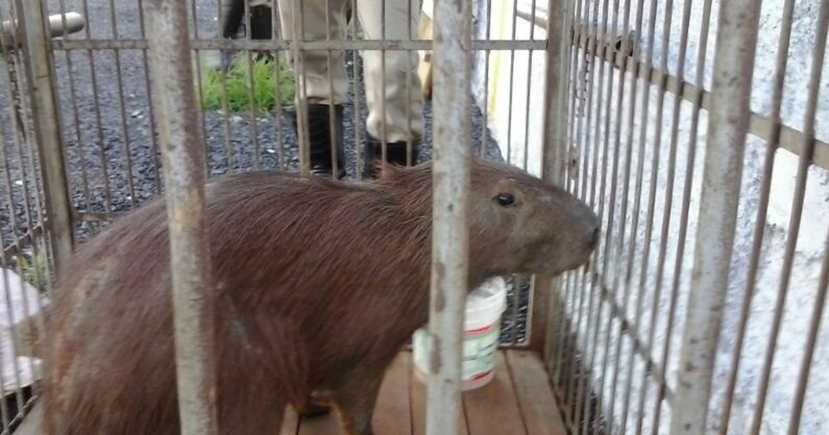 G1 - Capivara ferida é apreendida perto de um shopping em Uberlândia ...