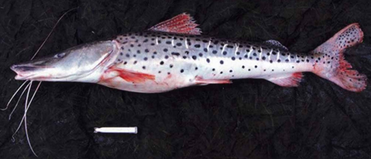 Ameaçado de extinção, Pintado tem pesca proibida no Brasil - Revista ...