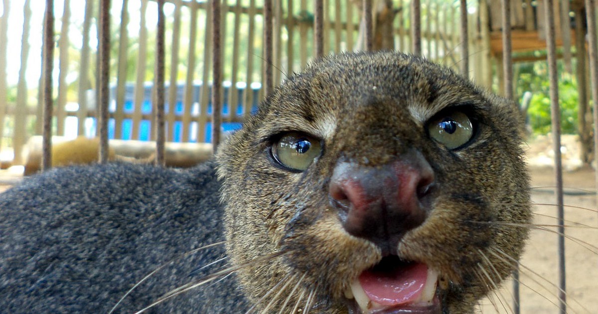 G1 - Gato-mourisco é recolhido em propriedade rural em Colatina, ES ...