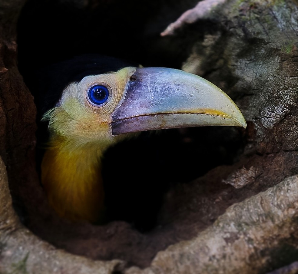 Fotógrafa de natureza registra rotina de tucanos-de-bico-verde | Terra ...