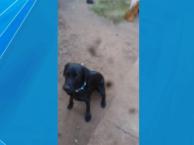 G1 - Labrador leva tiro e morre ao proteger donos de assaltantes em MT ...