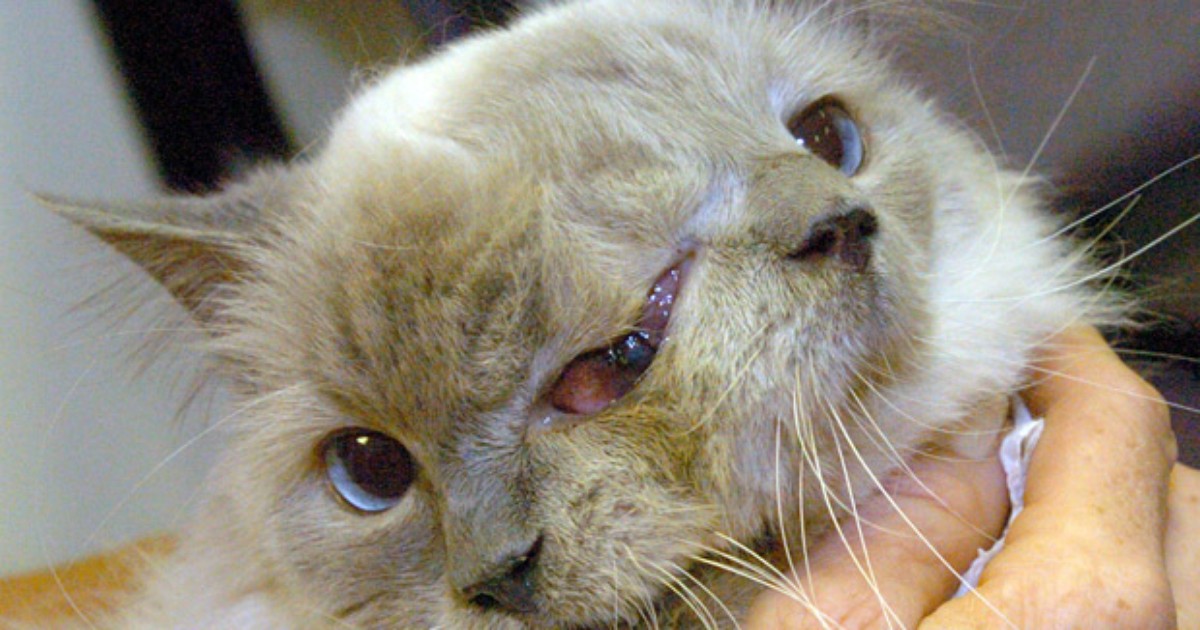 Natureza - Gato de duas faces recordista do Guinness morre aos 15 anos ...