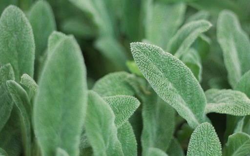 PANCs podem ser opções para uma dieta vegetal. Conheça algumas ...