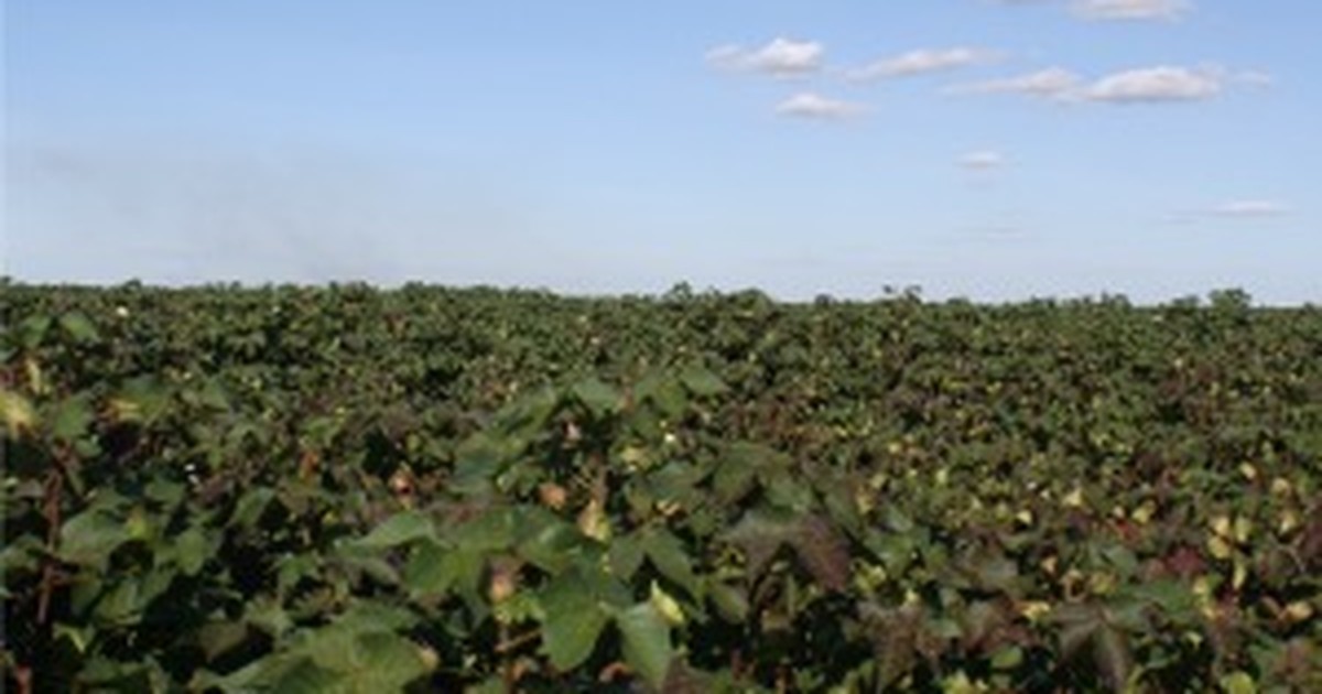 G1 - Estreante, tecnologia Bollgard II RR Flex chega aos campos de ...