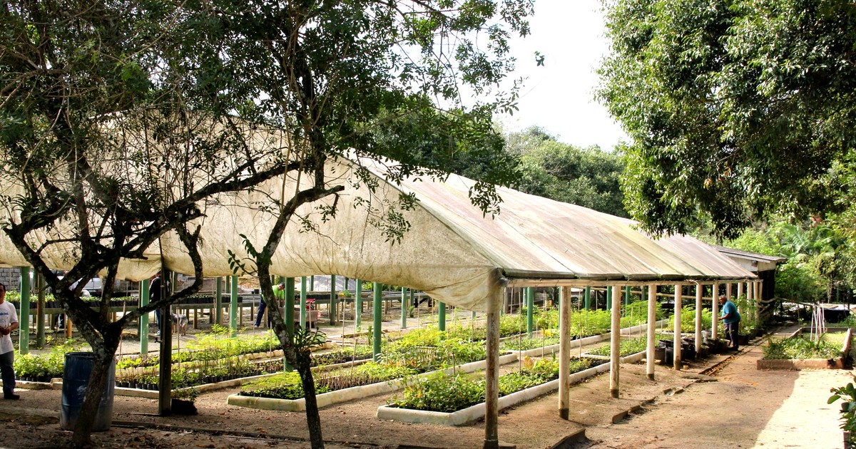 G1 - Horto Florestal de São José reabre após revitalização de pontes ...