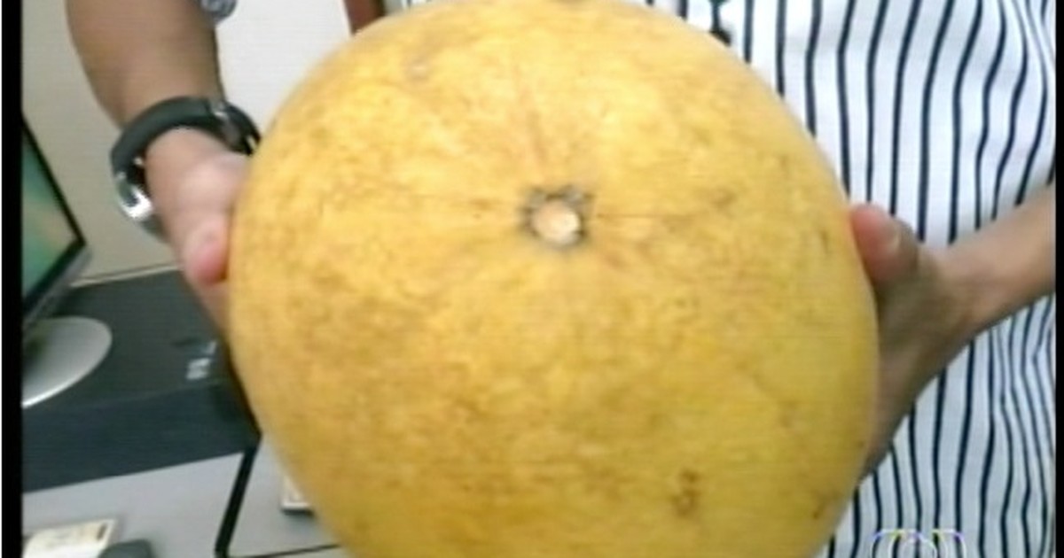 G1 - Agricultor faz vídeo de laranja gigante produzida em fazenda ao ...