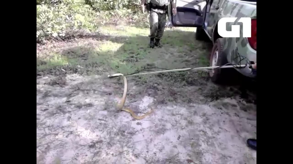 Cobra 'papa-pinto' com mais de um metro é capturada em calçada de hotel ...