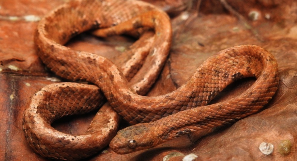 Pesquisadores da UFV registram espécie rara de serpente na Zona da Mata ...