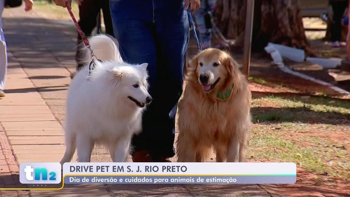 Drive Pet oferece lazer e bem-estar a animais de estimação em Rio Preto ...