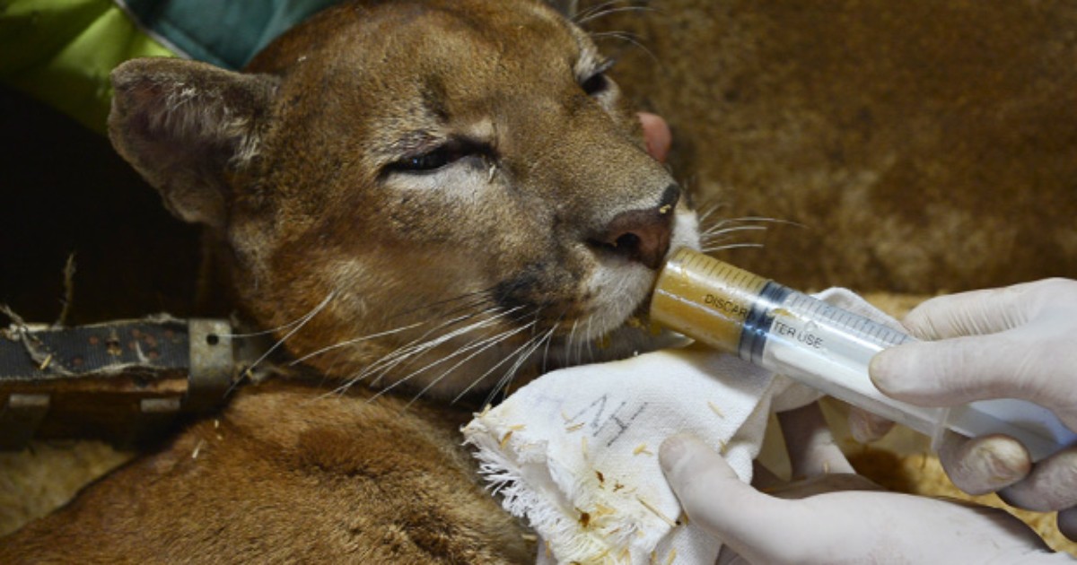G1 - Puma resgatado ferido acorda após cirurgia e é alimentado em zoo ...