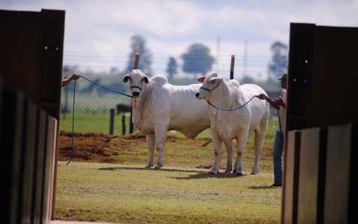 Merck anuncia novos planos de segurança para suplemento Zilmax ...
