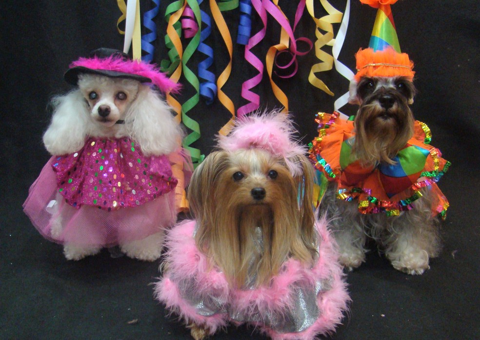 Carnaval dos pets anima Praça Ana Lúcia Magalhães, em Salvador ...