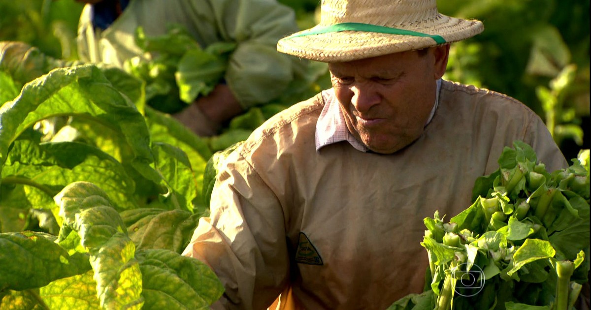 Agronegócios - Globo Rural aborda a produção de tabaco no Brasil