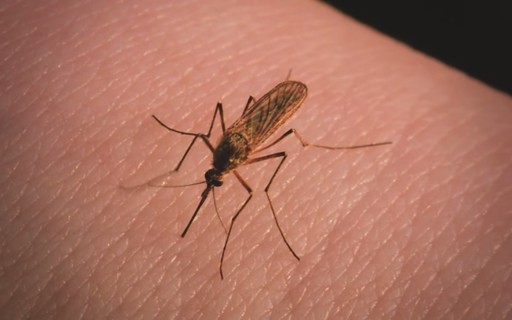 Mosquito é animal que mais mata, segundo Bill Gates - Revista Globo ...