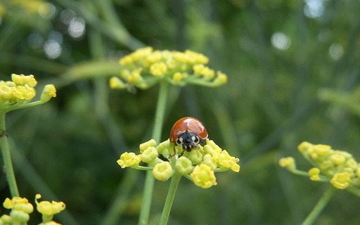 Para que serve o funcho? Saiba tudo sobre a planta e seus benefícios ...