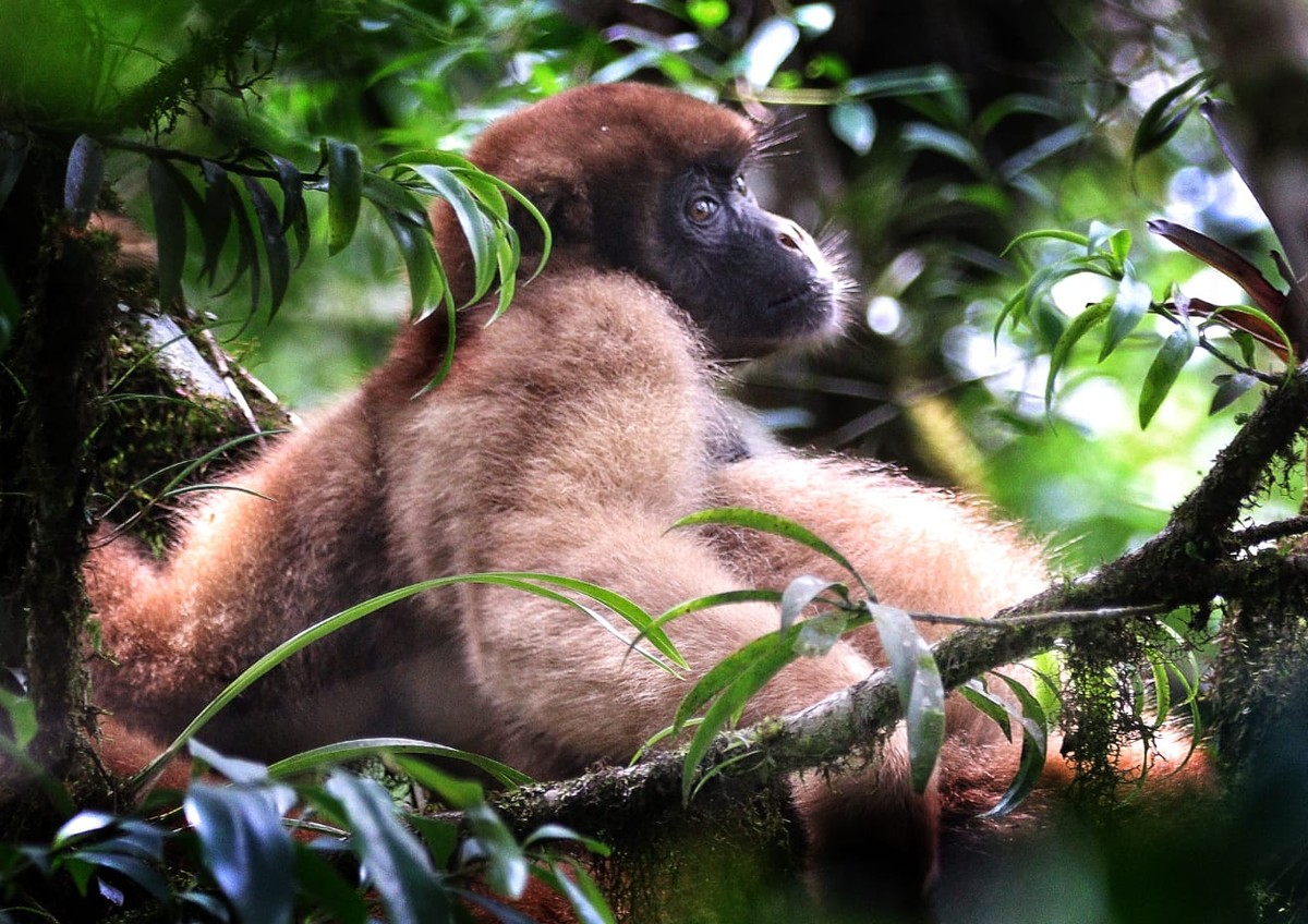Observador filma bando de muriquis no Vale do Ribeira; primata é o ...