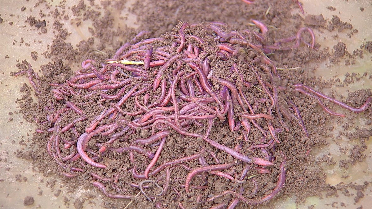 Húmus ajuda a melhorar qualidade do solo | Nosso Campo | G1