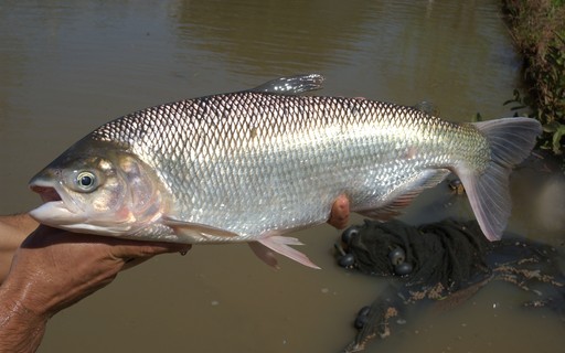 Como criar patinga - Revista Globo Rural | Como criar