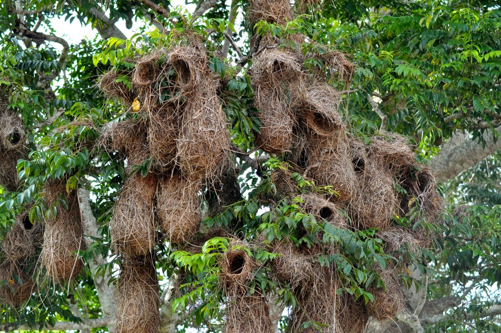Xexéu imita sons de mamíferos e de outras aves | Terra da Gente | G1