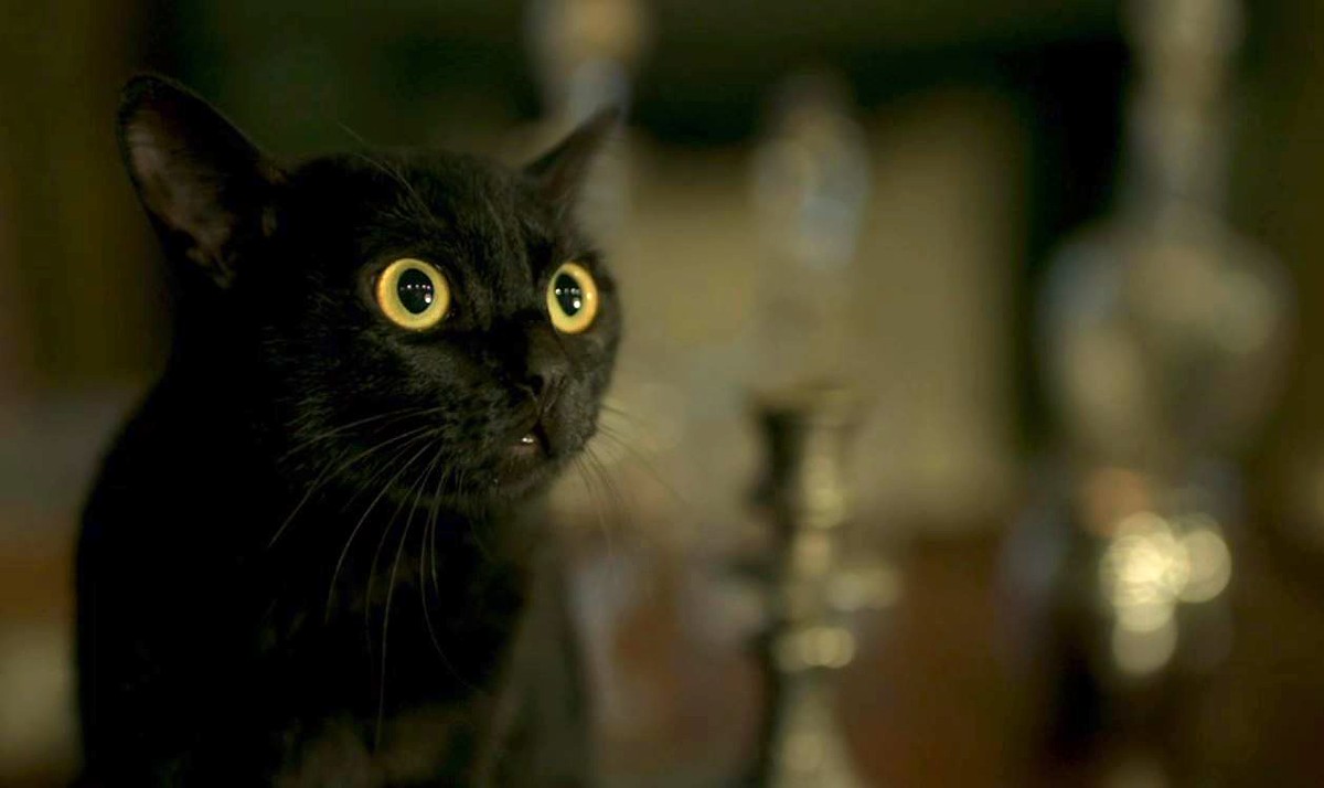 León: 5 motivos que mostram que ele é mais do que um gato | O Sétimo ...