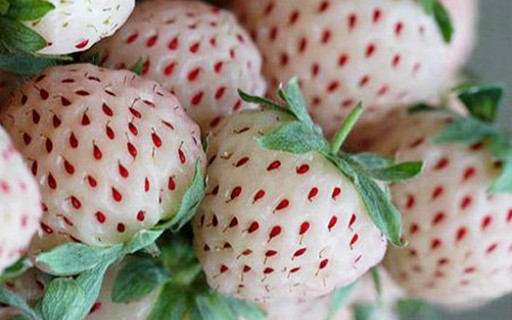 Como plantar morangos no seu apartamento - Casa e Jardim | Frutífera