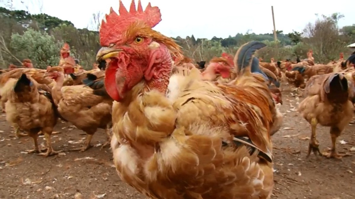 Produtor rural troca cultivo de grãos por criação de frangos caipiras ...