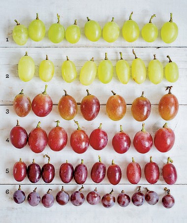 Conheça os vários tipos de uvas - Casa e Jardim | Comida