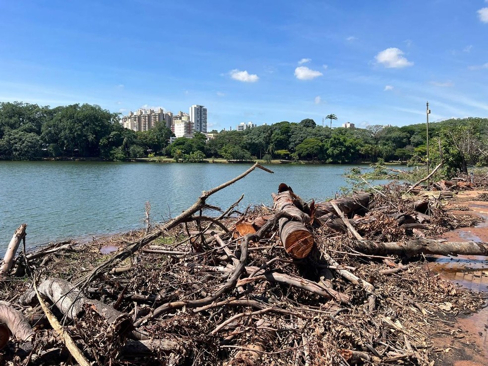 Campinas inicia demolição de 181 árvores e Taquaral tem mudança ...