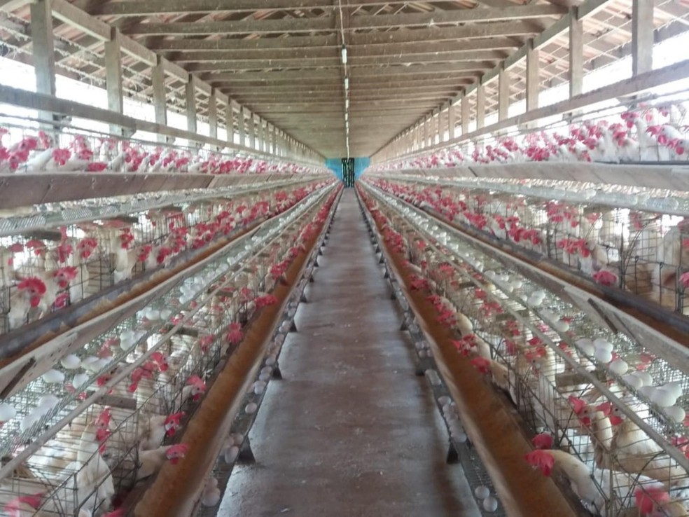 Exportação de carne de frango do Brasil cai 5,1% em 2018, diz ABPA ...