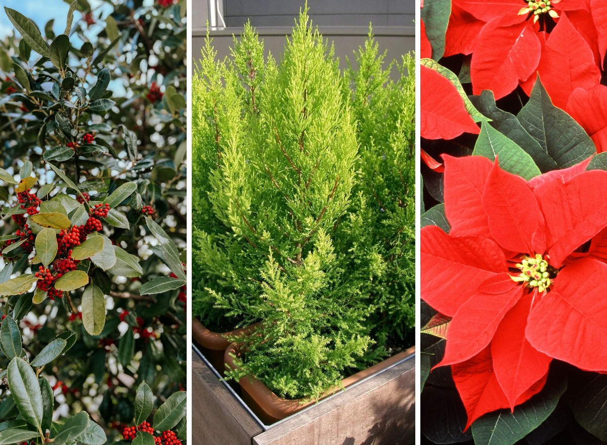 Plantas natalinas: 5 espécies para compor a decoração da celebração ...