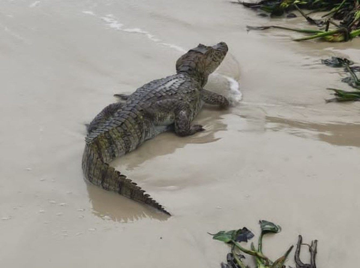 Jacaré é resgatado após passar 3 dias circulando em praia de ...