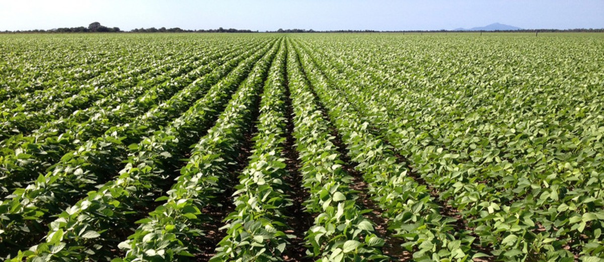 Soja encontra novos caminhos em Roraima | Agronegócios | Valor Econômico