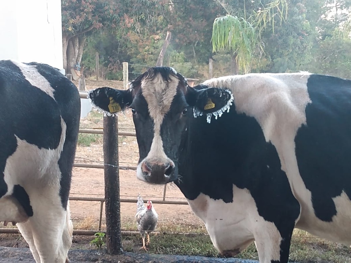 VÍDEO e fotos: geada congela vacas em propriedade rural em Patrocínio ...