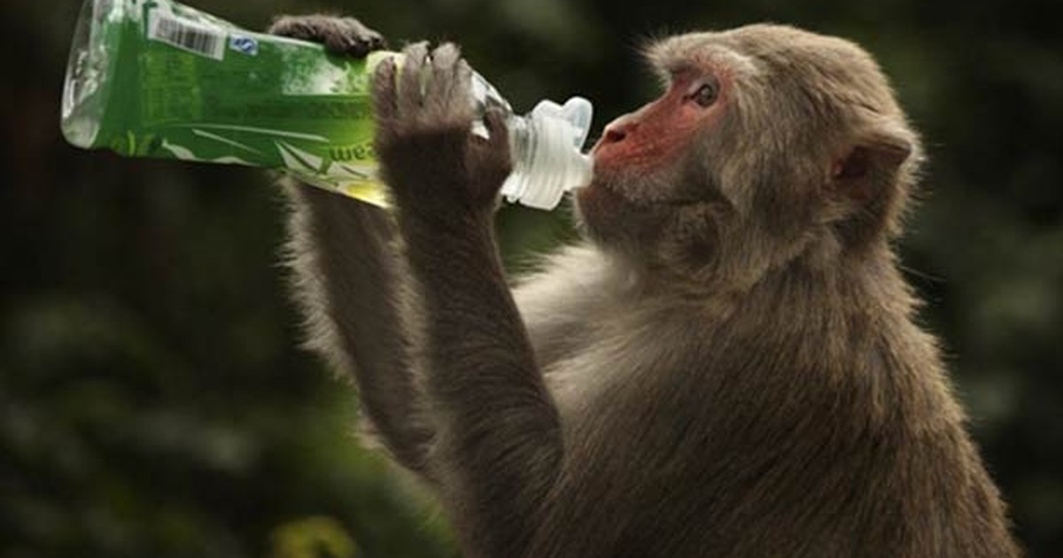 G1 - Macaco é flagrado bebendo no bico em garrafa de bebida - notícias ...