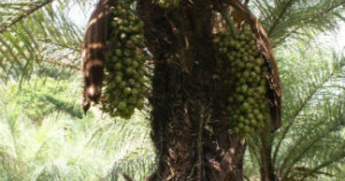 G1 - 'Macaúba é o novo ouro brasileiro', diz pesquisador da UFV em MG ...