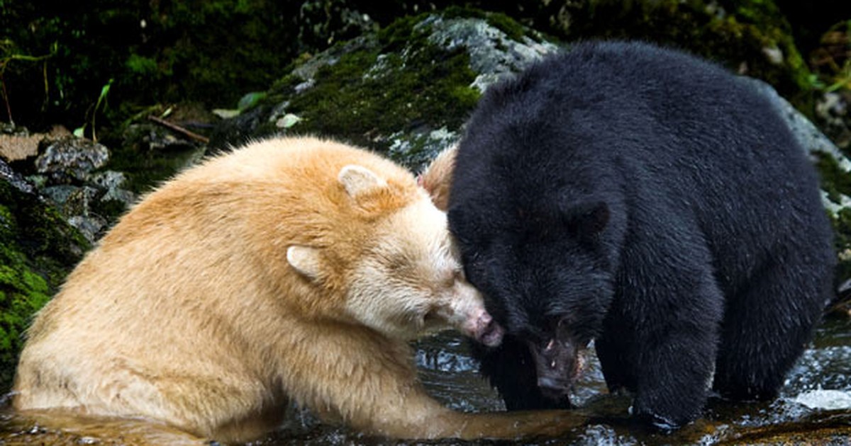 Natureza - Raro 'urso-espírito' branco brinca com urso-negro no Canadá