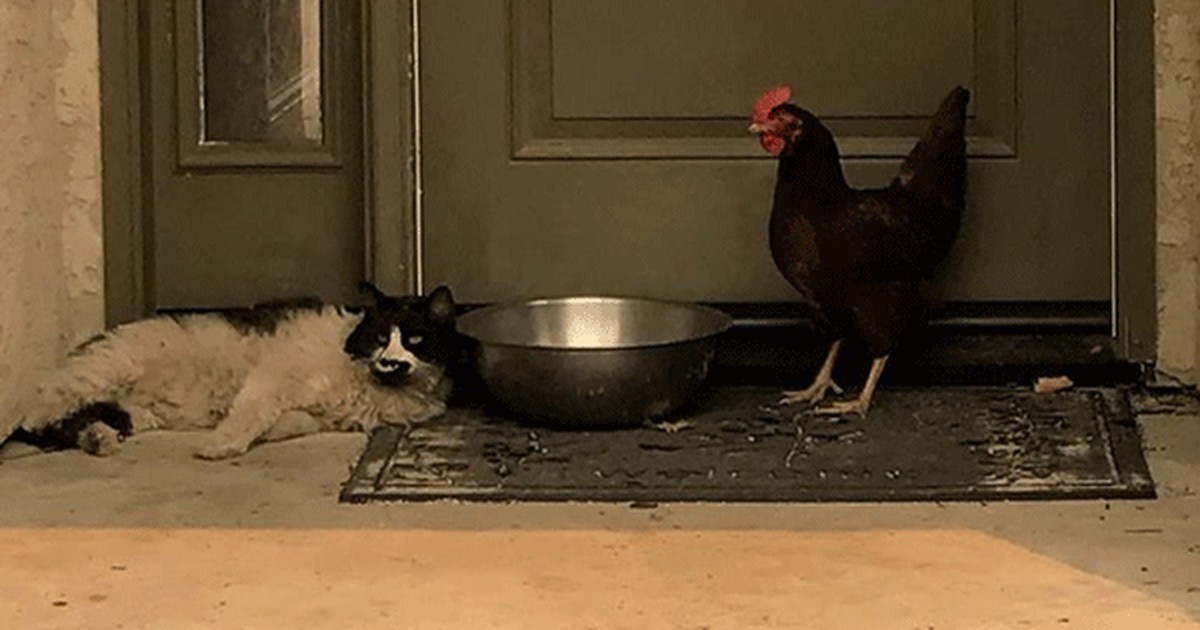 Gato e galinha fazem 'amizade' ao escapar de incêndio florestal nos EUA ...