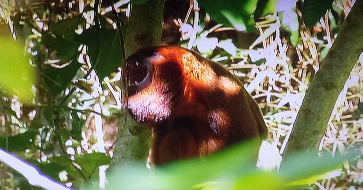 G1 - Dive alerta que macacos são vítimas, e não transmissores da febre ...