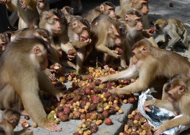 Natureza - Grupo de macacos é visto em subúrbio de capital da Malásia