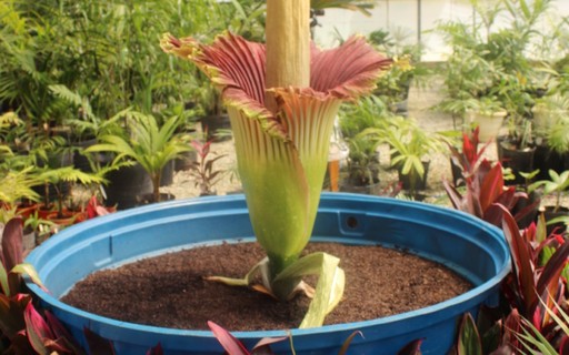 Flor mais mal cheirosa do mundo floresce no Jardim Botânico de Inhotim ...