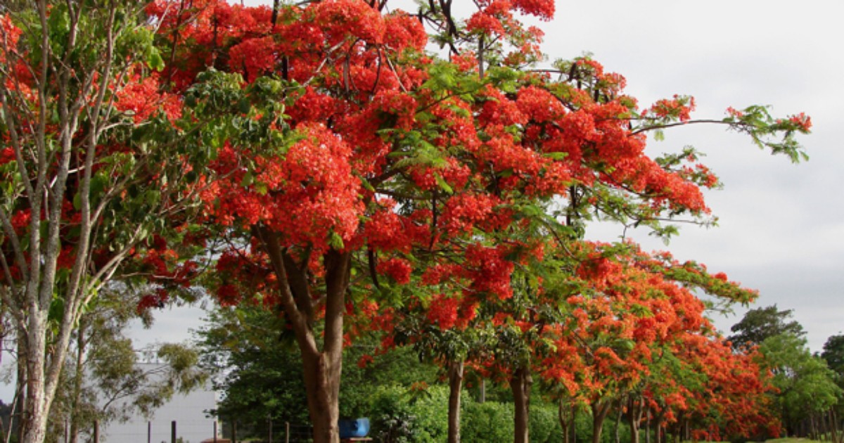 G1 - Uma alameda de flamboyans em flor vira cartão postal de Matão (SP ...