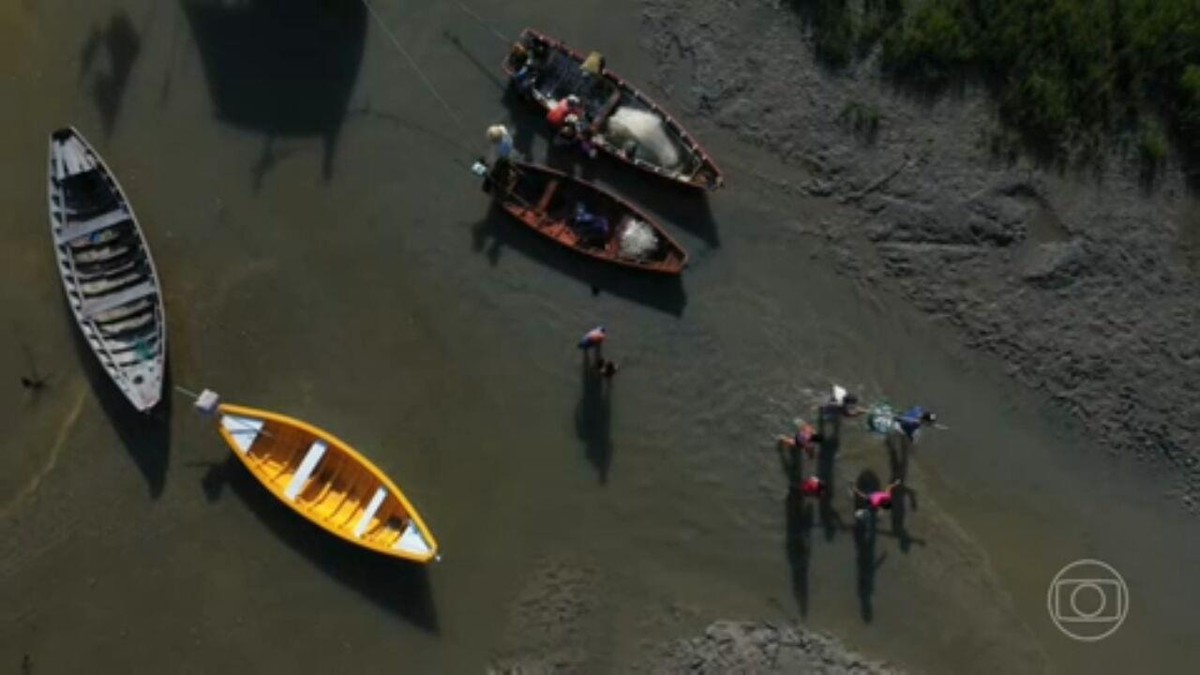 Brasil perde 2% de área de mangue em 20 anos, mostra levantamento ...