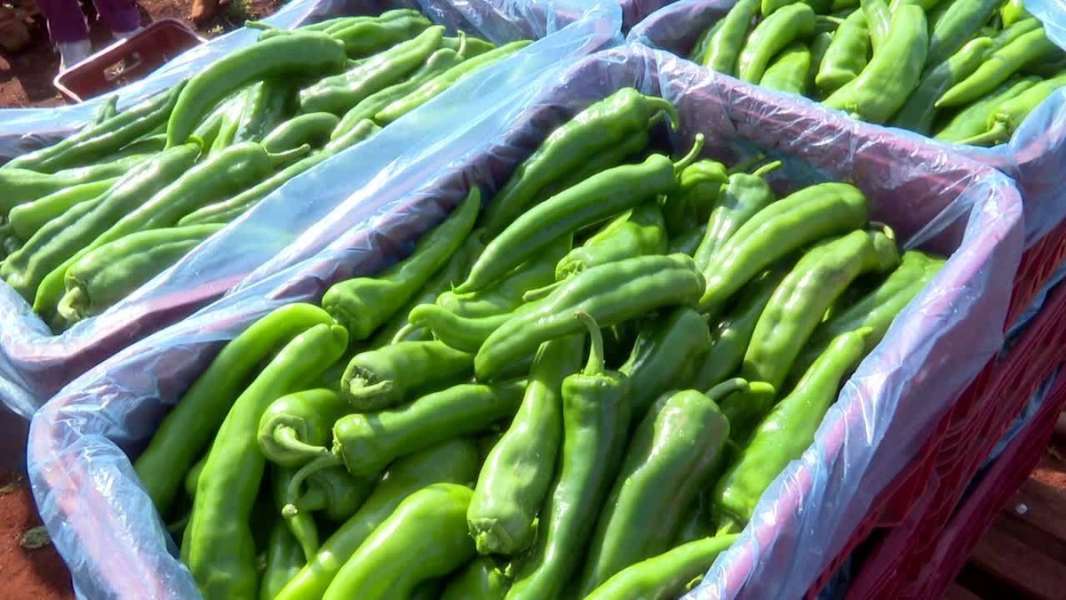 Família de agricultores de Primeiro de Maio investe em produção de ...