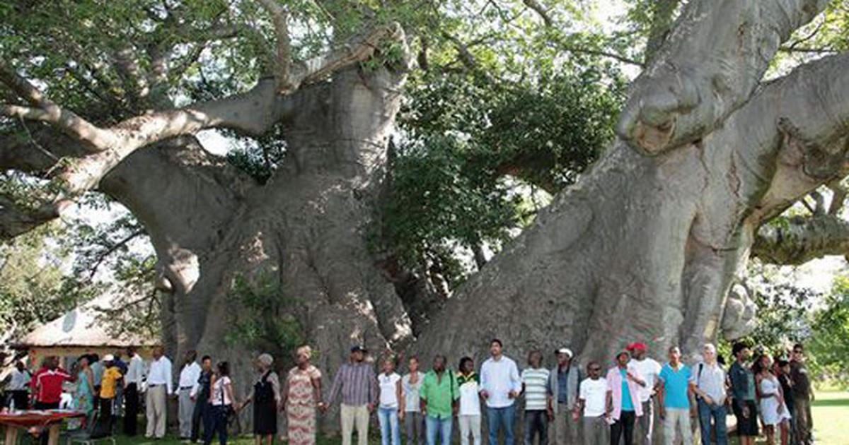 G1 - Milenar, baobá gigante tem bar para 60 pessoas em seu interior ...