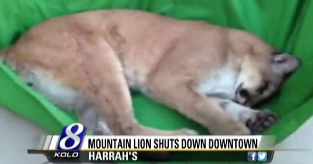 G1 - Puma invade cassino nos EUA - notícias em Planeta Bizarro