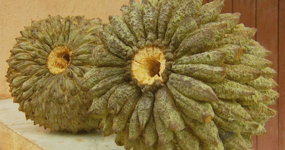 G1 - 'Festa do Marolo' apresenta receitas diferenciadas em feira ...