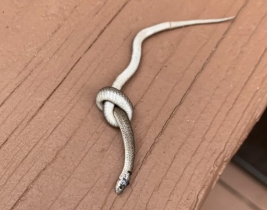 Imagem de cobra amarrada com um nó intriga internet | Biodiversidade ...