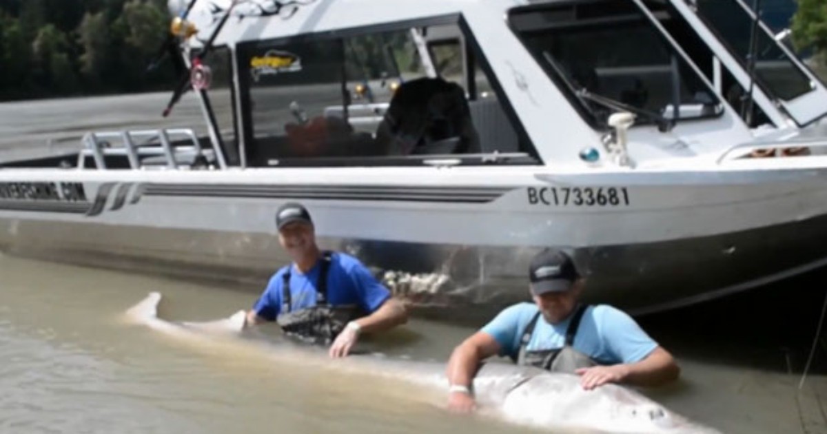 G1 - Pai e filho fisgam 'peixe monstro' de 3,5 metros e quase 400 ...